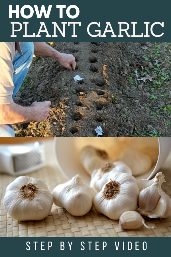 Planting Fall Garlic with a Custom Dibbler