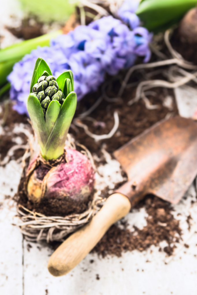 How to Prepare a Better Flower Bed with Spring Bulbs