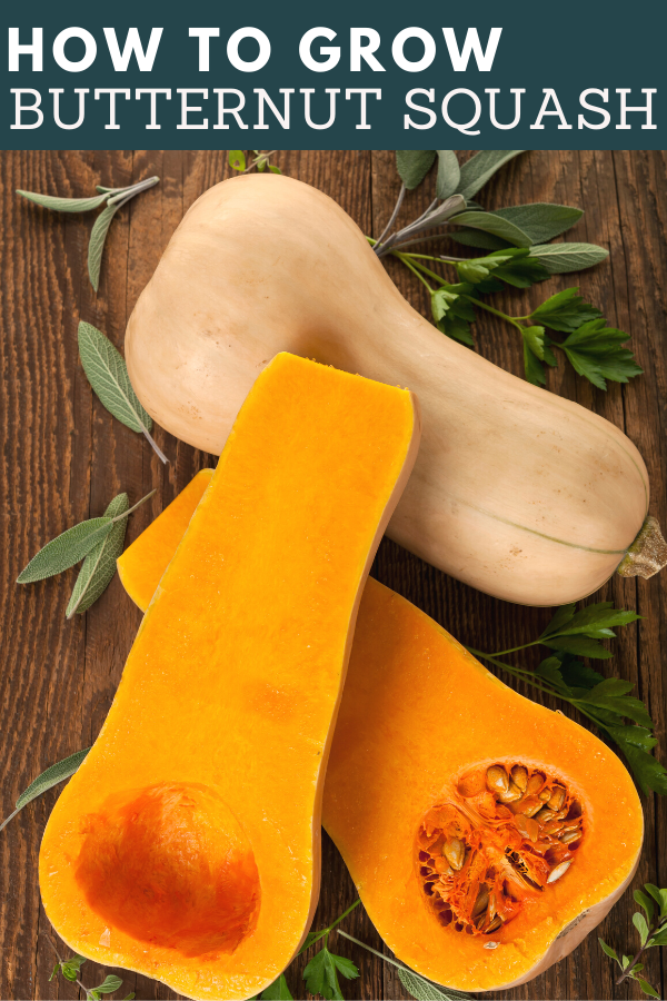 Learn How To Grow Butternut Squash