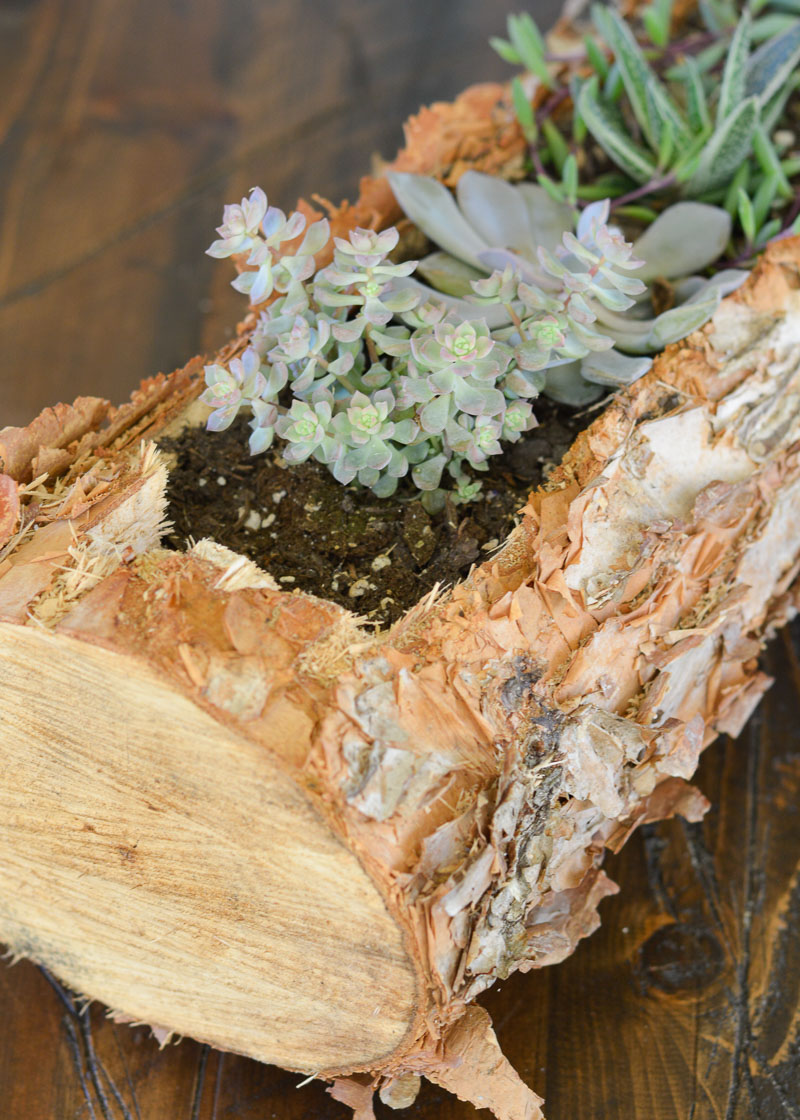 Succulent Centerpiece (Easy DIY)