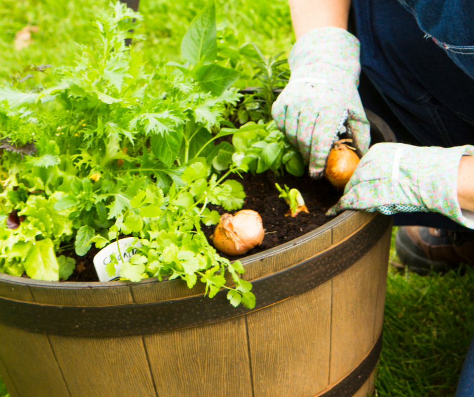 Vegetable Container Gardening Tips for Beginners