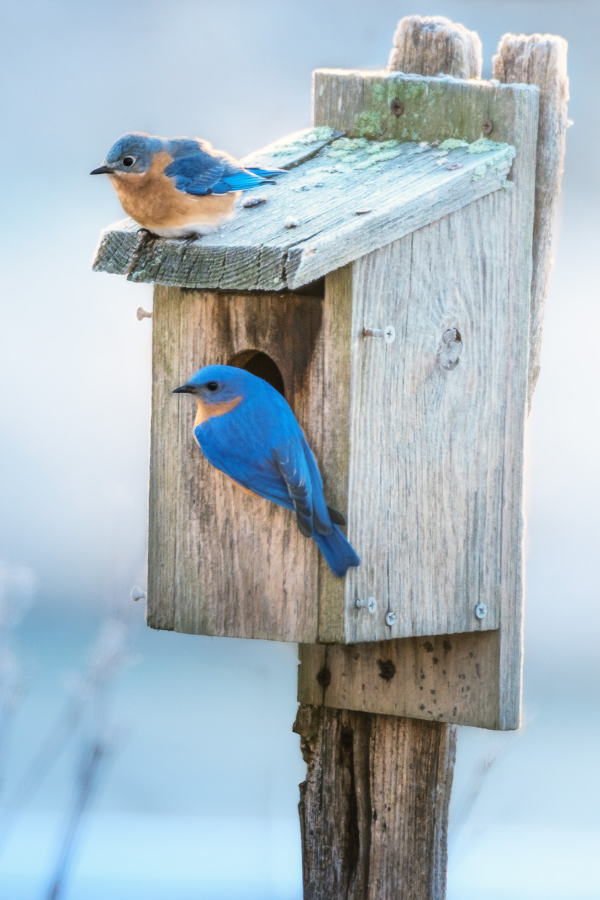 How to Build a Bluebird House