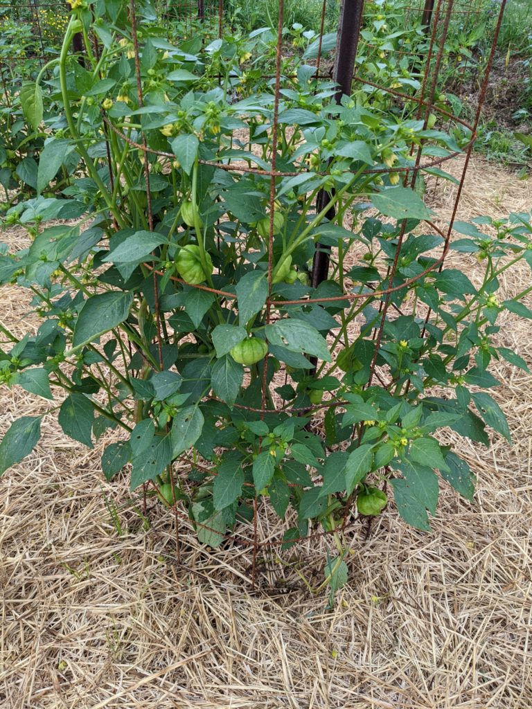 Using Straw as Mulch: How and Why