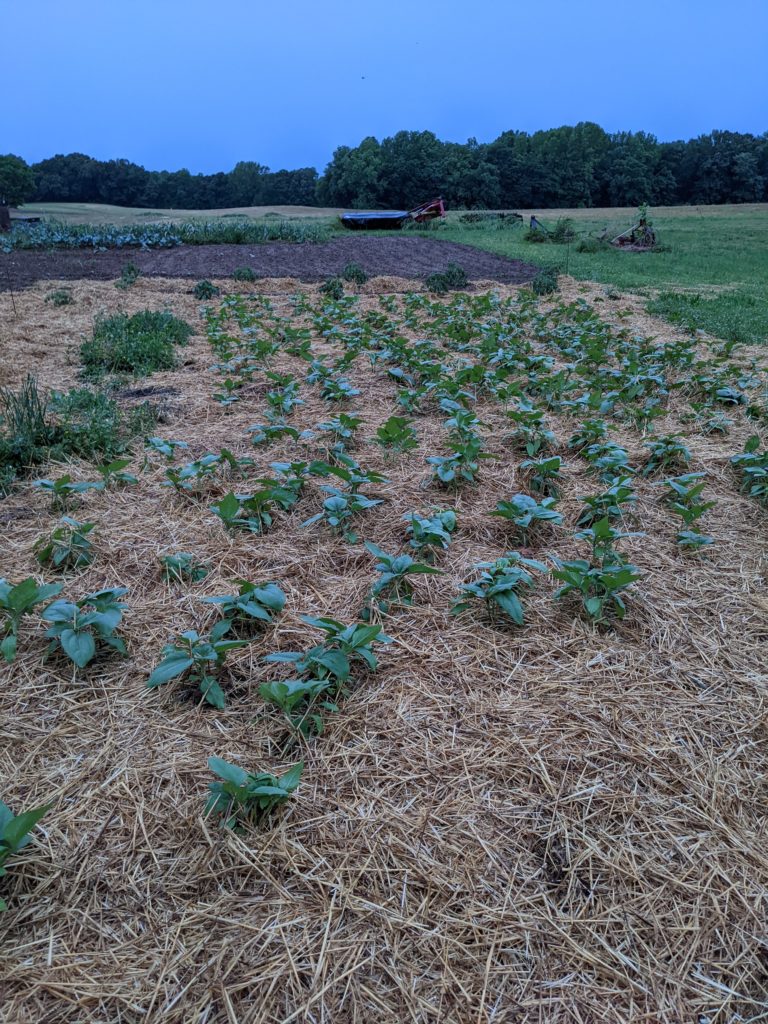 Using Straw as Mulch: How and Why