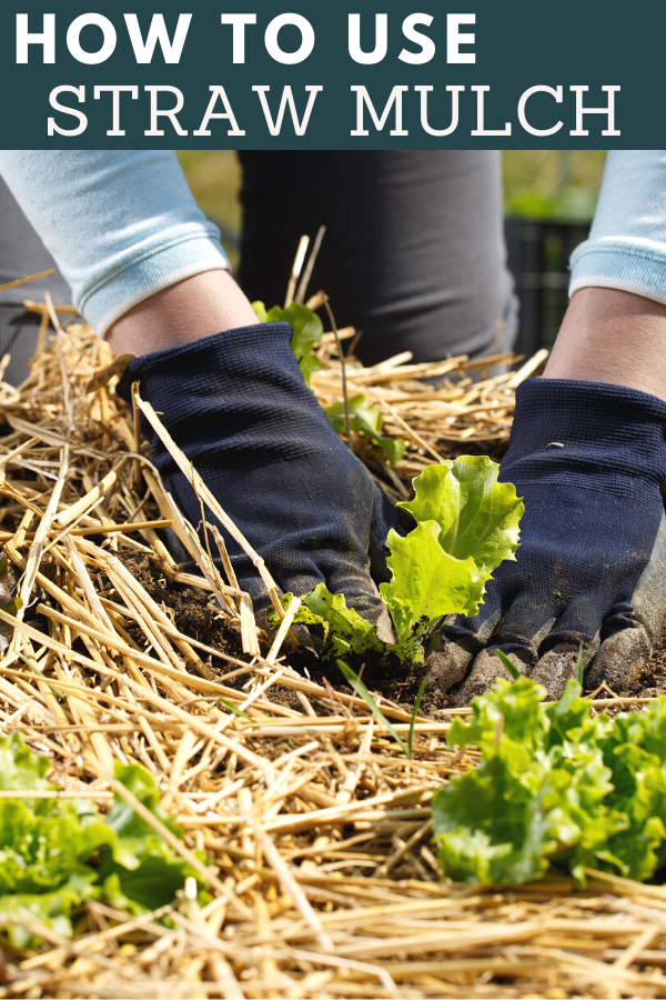 Using Straw as Mulch: How and Why