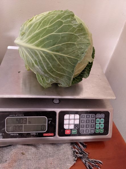 How to Grow Cabbage