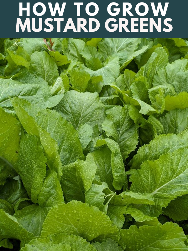 How to Grow Mustard Greens