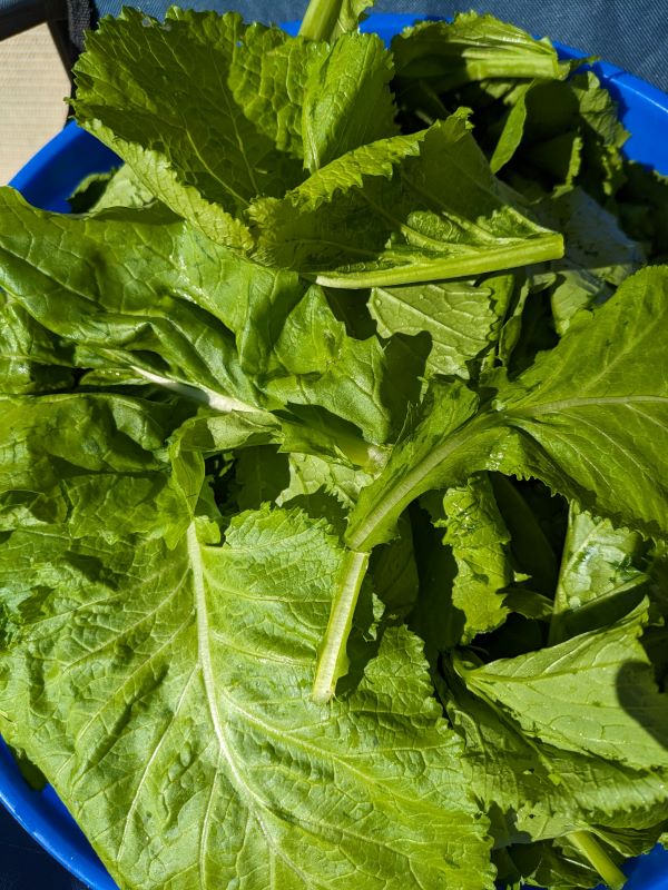 How to Grow Mustard Greens