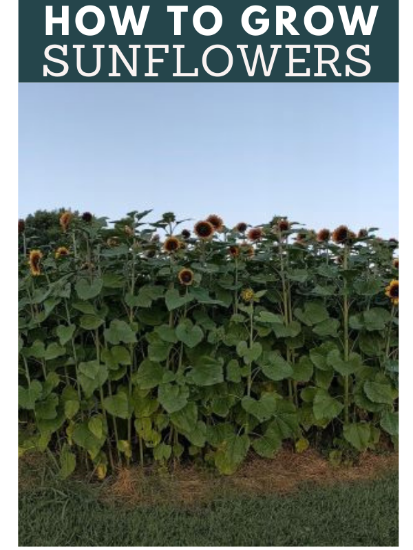 How to Grow Sunflowers