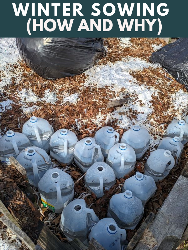 Winter Sowing (How and Why)